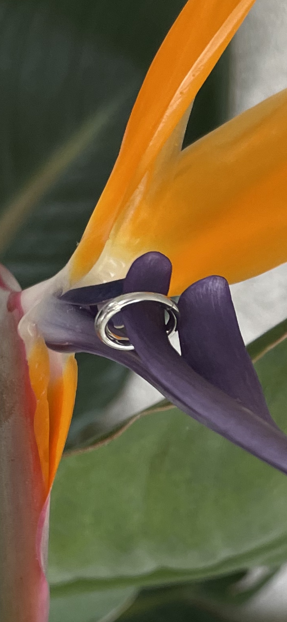 Le piercing génital féminin - Le Piercing Français